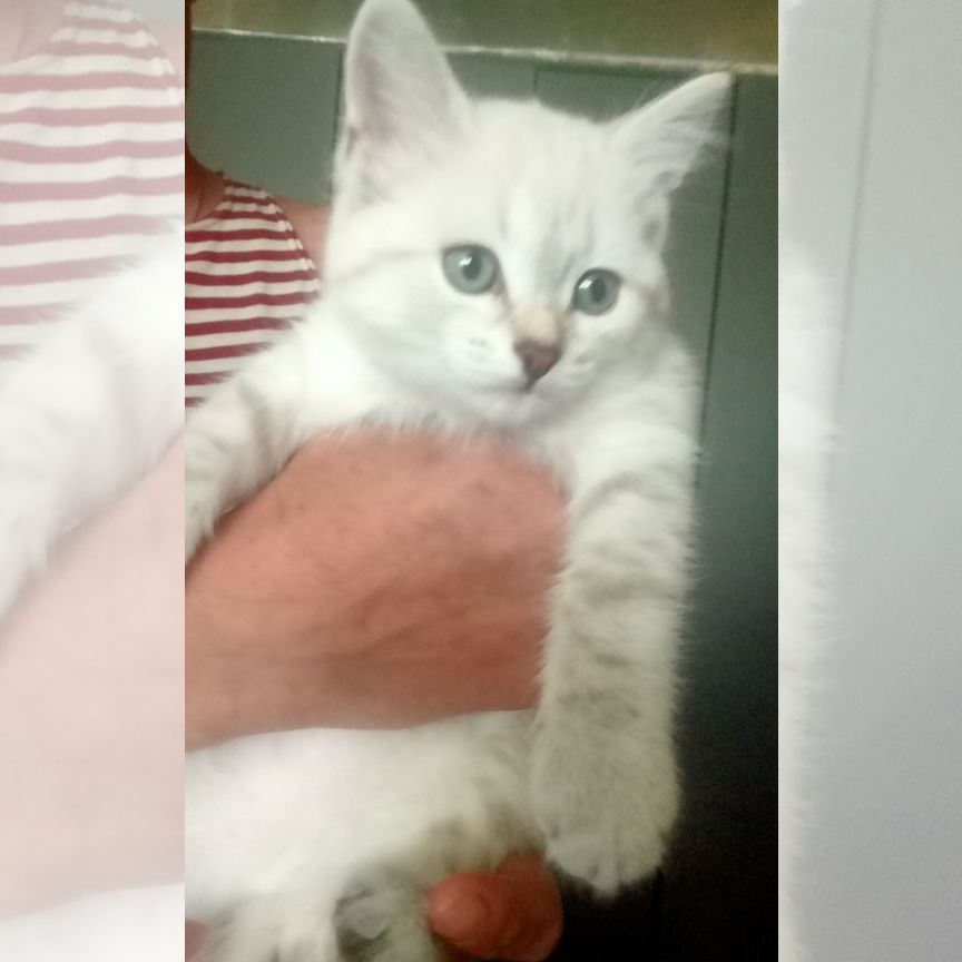 Шотландский прямоухий короткошёрстный котёнок