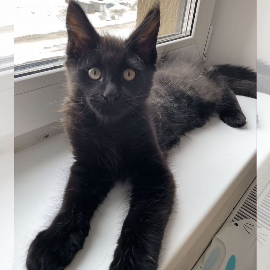 Мейн-кун котёнок