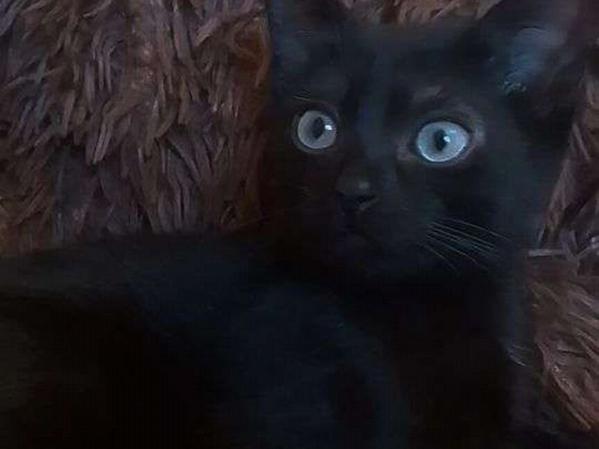 Черный котенок