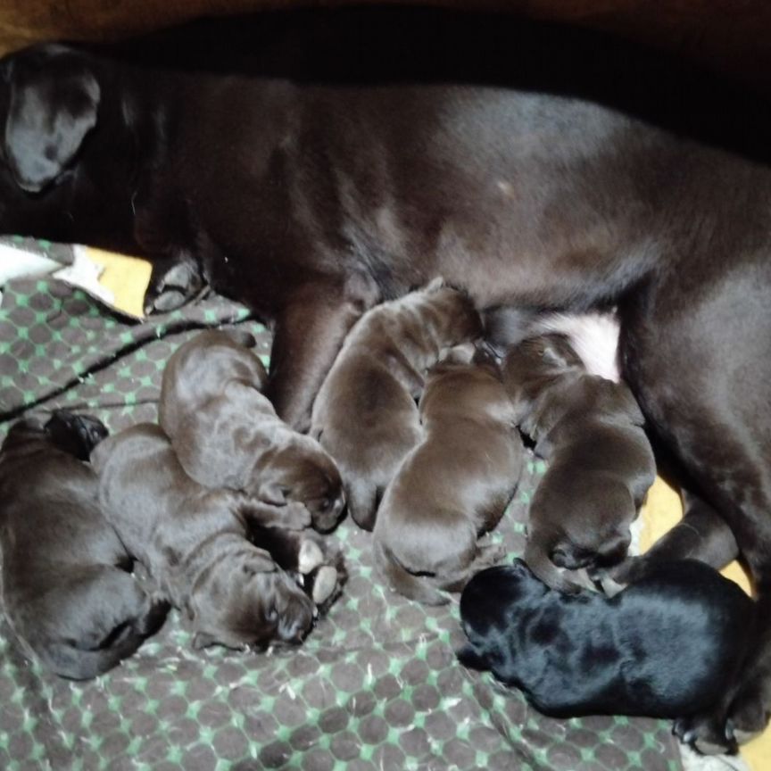 Лабрадор-ретривер, щенок