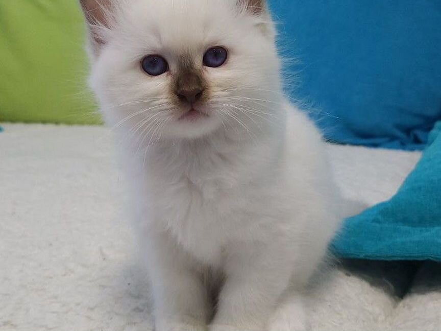 Котик Священная Бирма