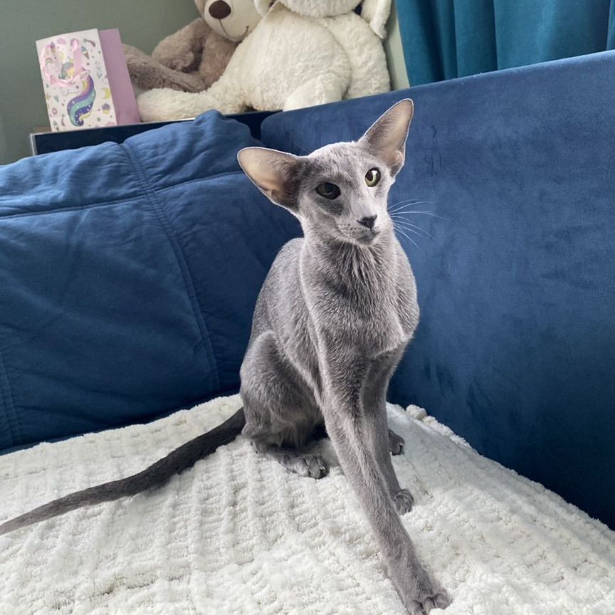 Ориентальная, взрослая кошка