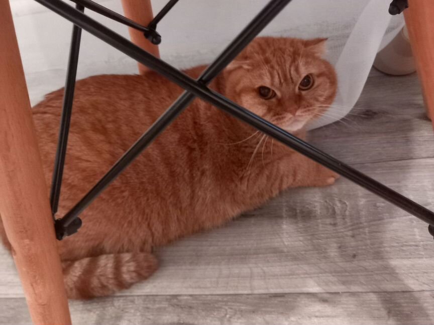 Кошка
