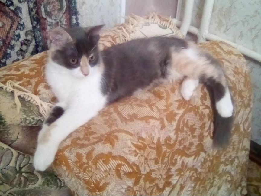 Трехцветная кошечка котенок 3,5 мес