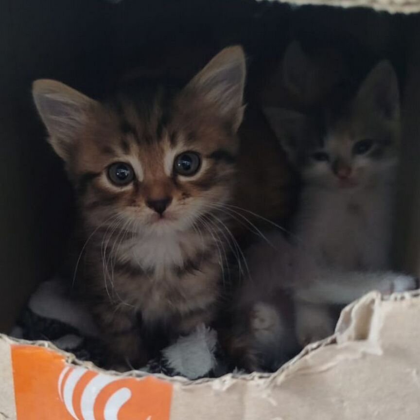Котенок ищет дом