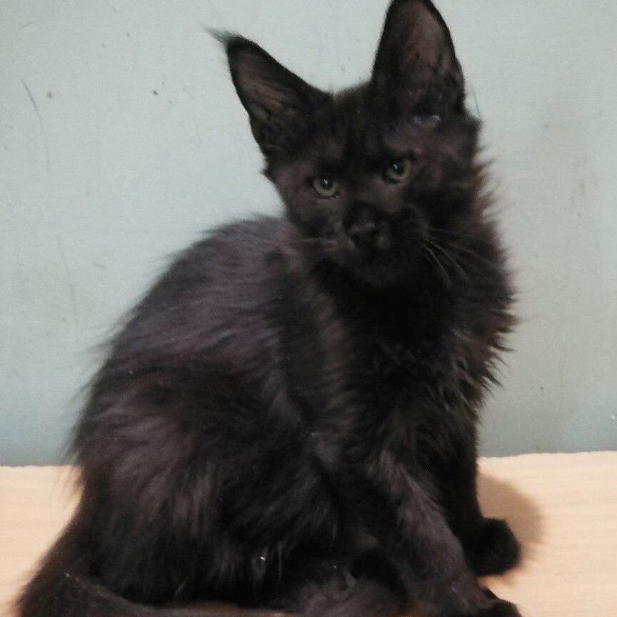 Мейн-кун мальчик. Окрас черный