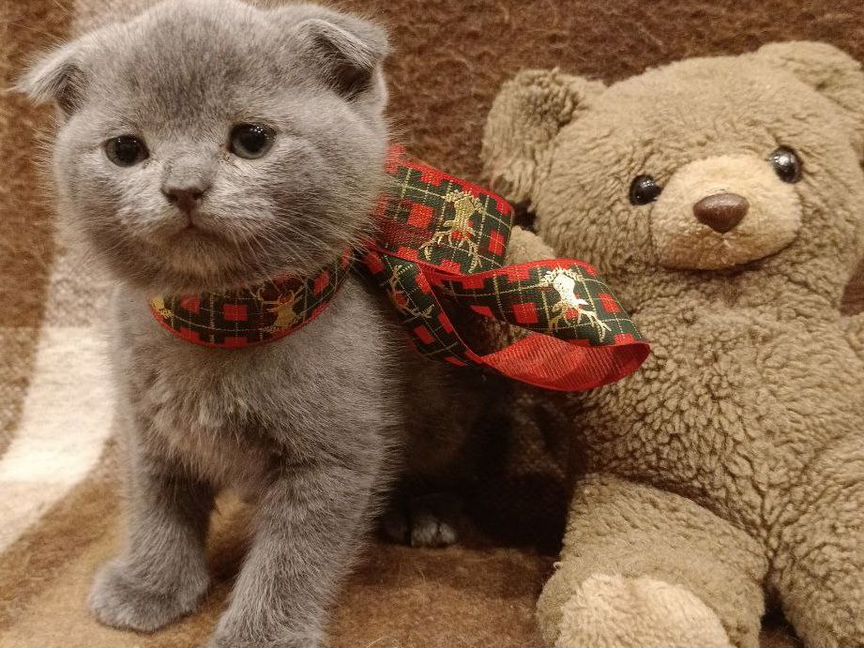 Очаровательные чистокровные шотландцы
