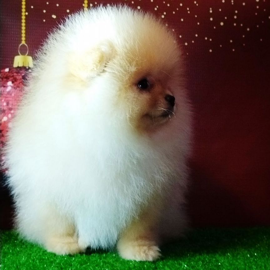 Померанский шпиц, щенок