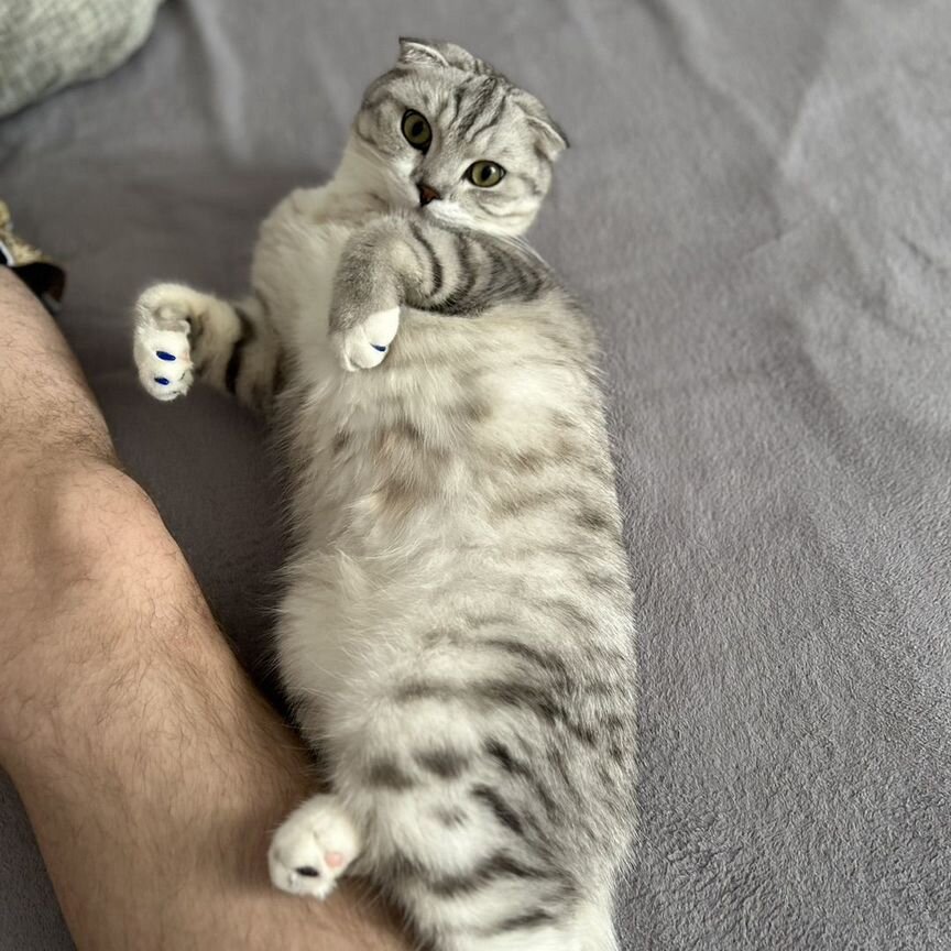 Шотландский вислоухий кот бесплатно