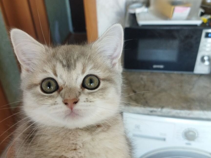 Кошка