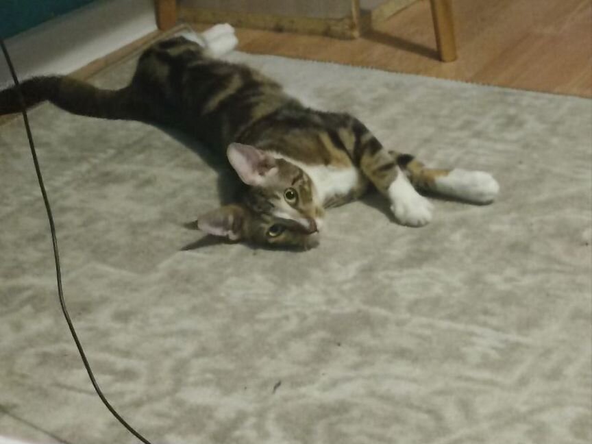 Отдам кота в добрые руки