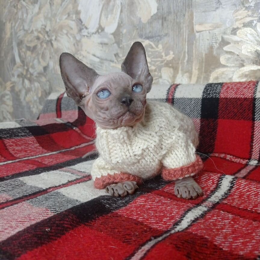 Котята породы Бамбино