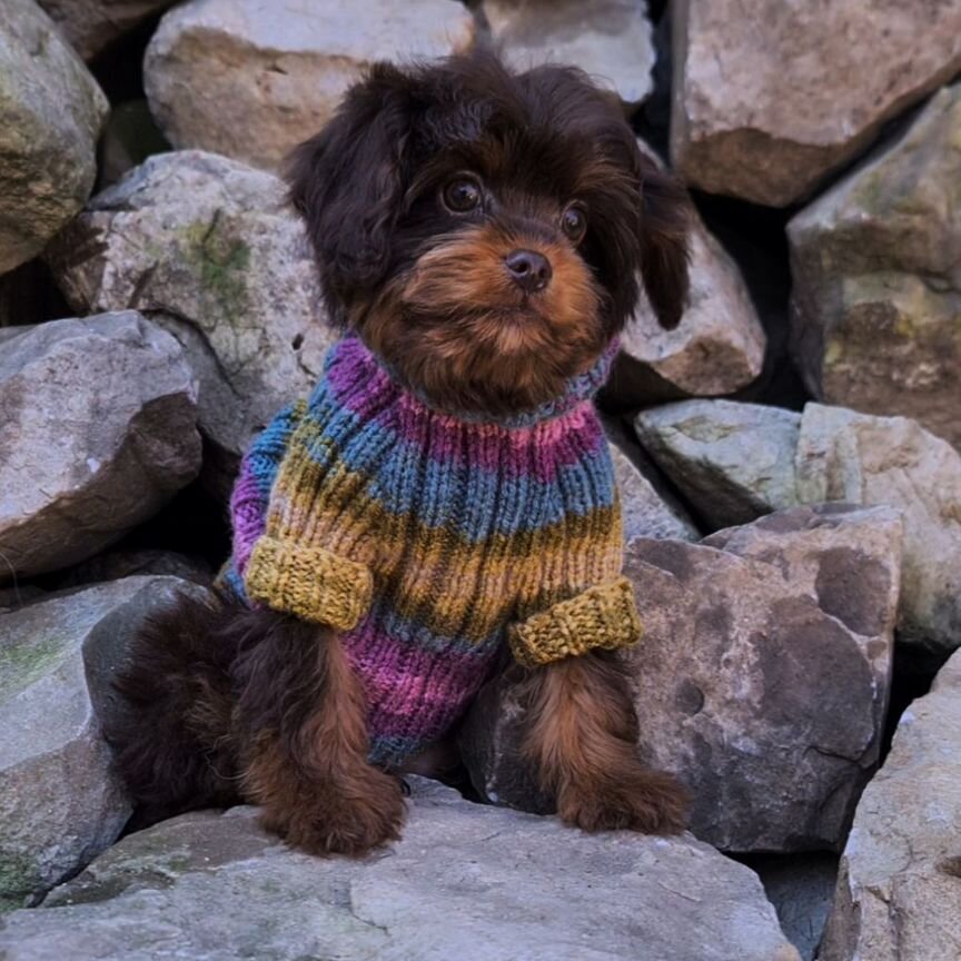 Мальтипу, щенок