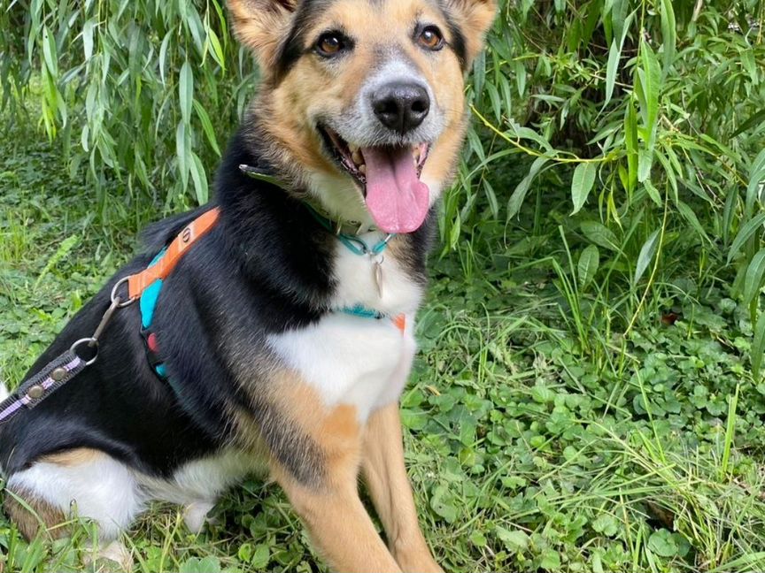 Собака в добрые руки