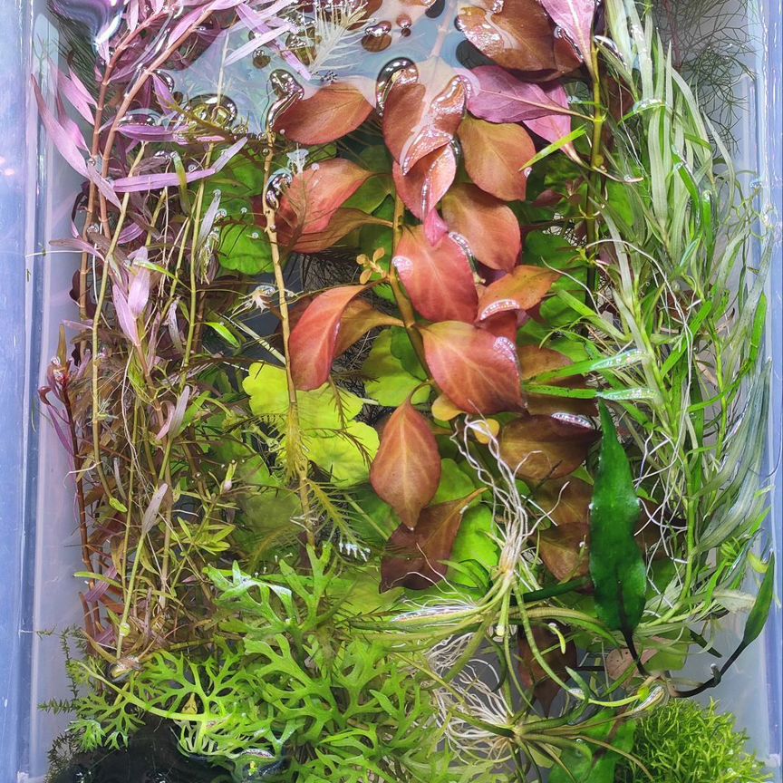 Аквариумные растения набор