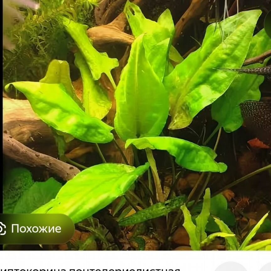 Аквариумные растения