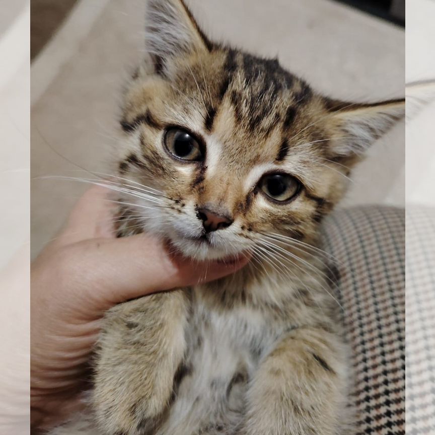 Котёнок в добрые руки