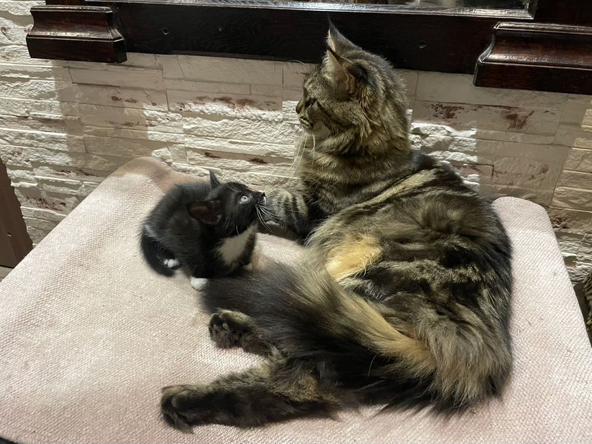 Котенок мейн-кун