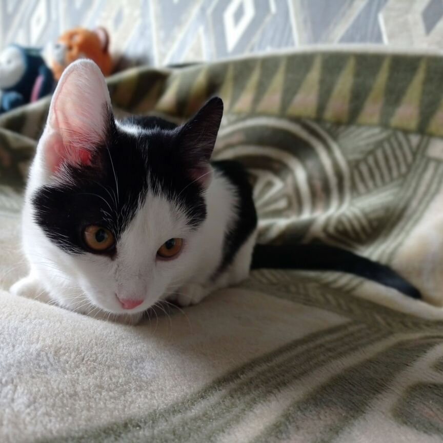 Беатрис. Котенок (девочка) в добрые руки
