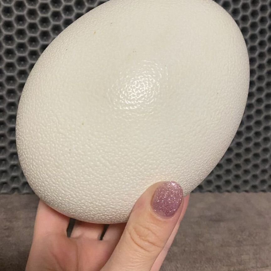 Страусиное яйцо пустое (скорлупа)