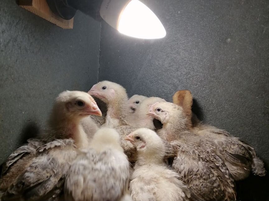 Мясо-яичные цыплята