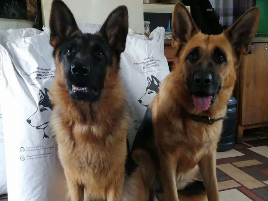 Корм для собак Променад