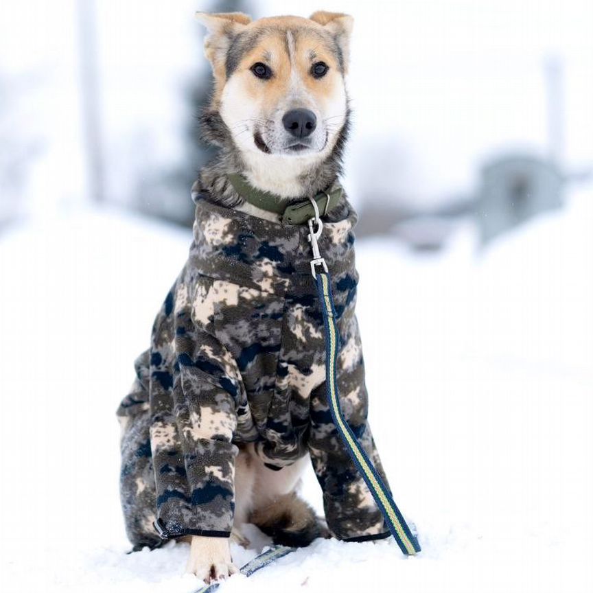 Аляскинский хаски, щенок