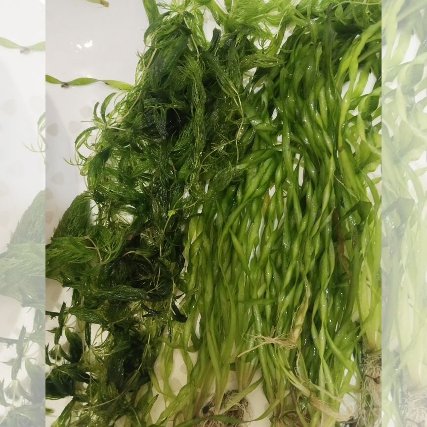 Аквариумные растения