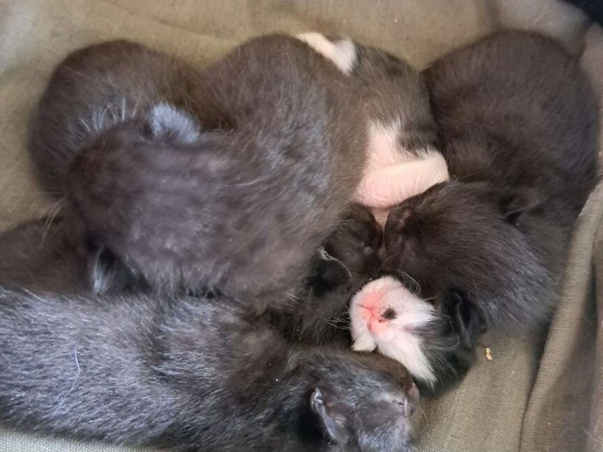 Отдам котят 4 мальчика 1 девочка