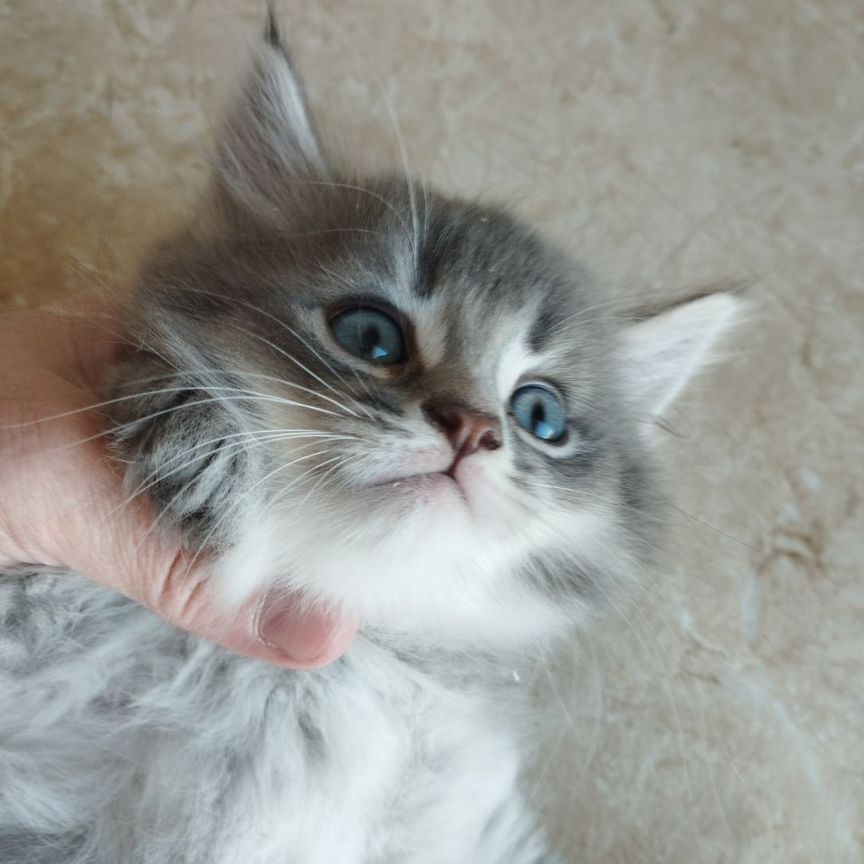 Шотландские прямоухие котята