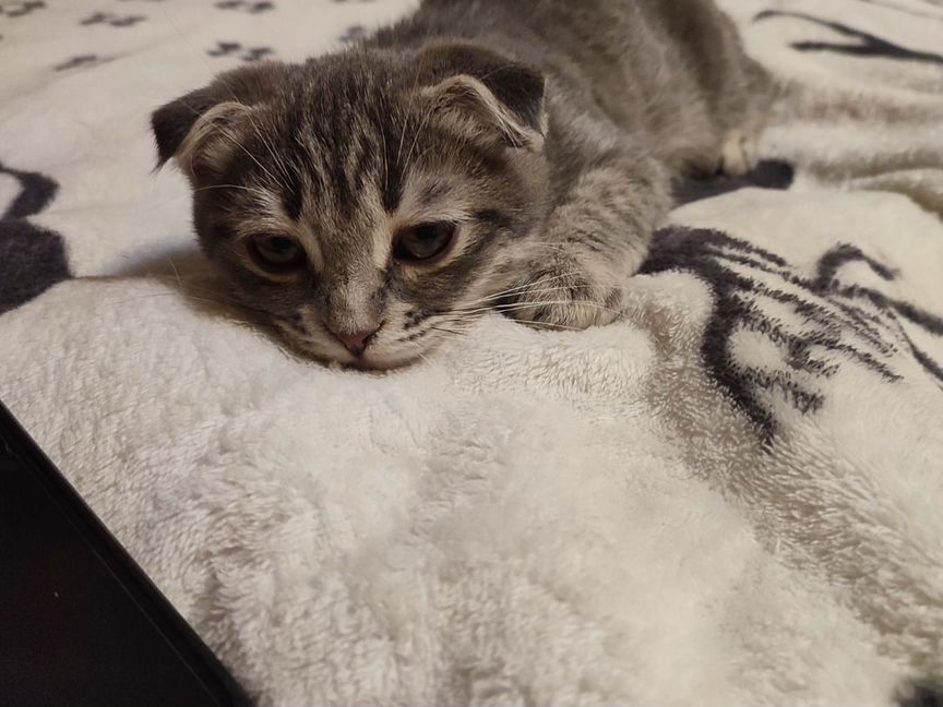Котята в добрые руки бесплатно