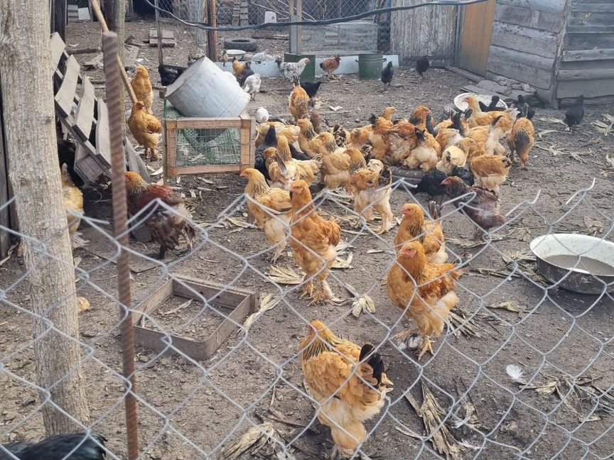 Куры породы брама