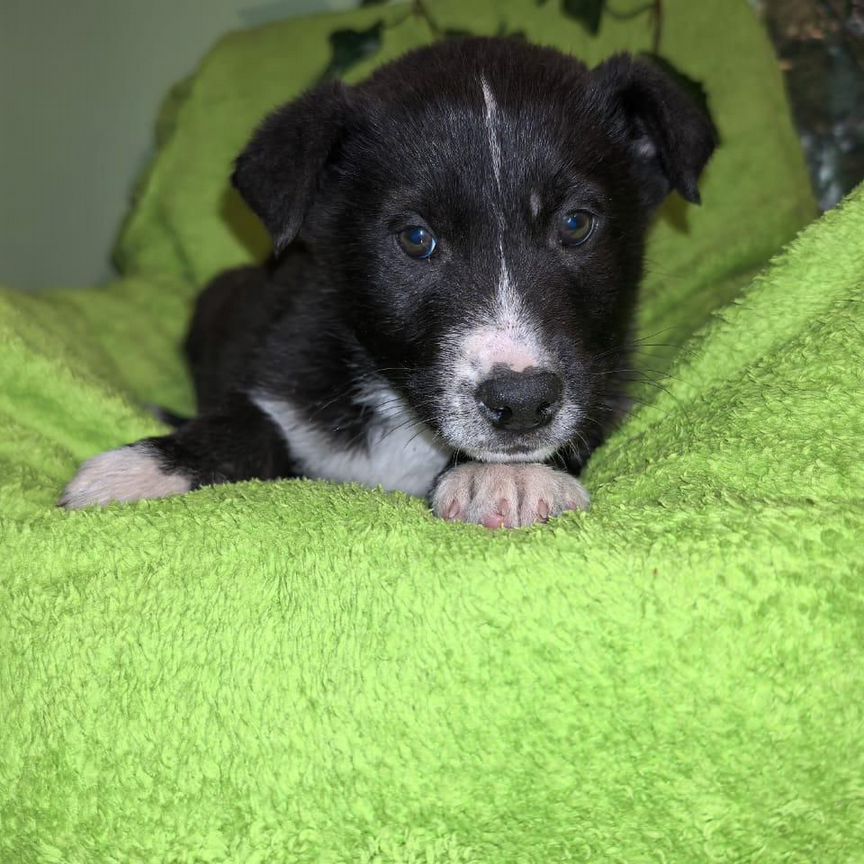 Щенок мальчик около 2х мес