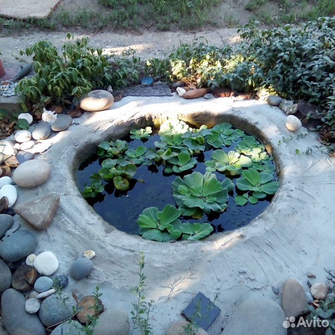 Растения: роголистник, эйхорния, пистия