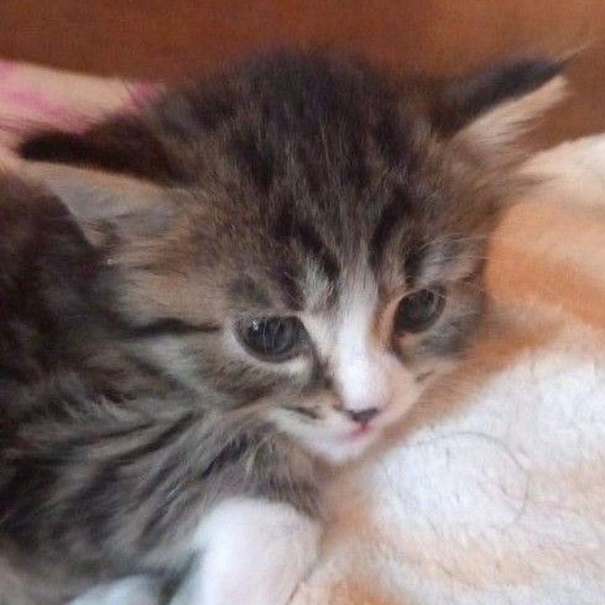 Котята на продажу