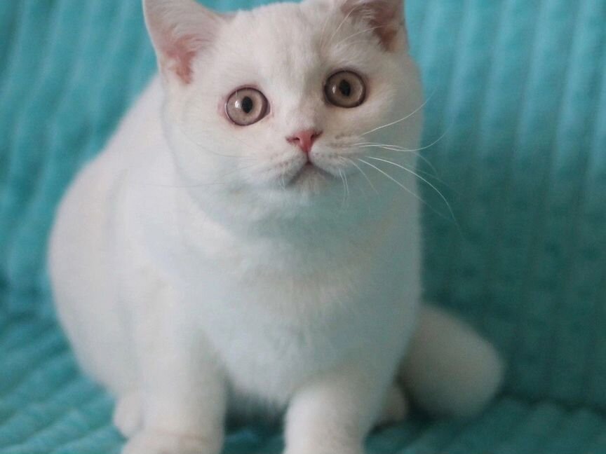Olympia Marshmallow ласкушка и очаровашка