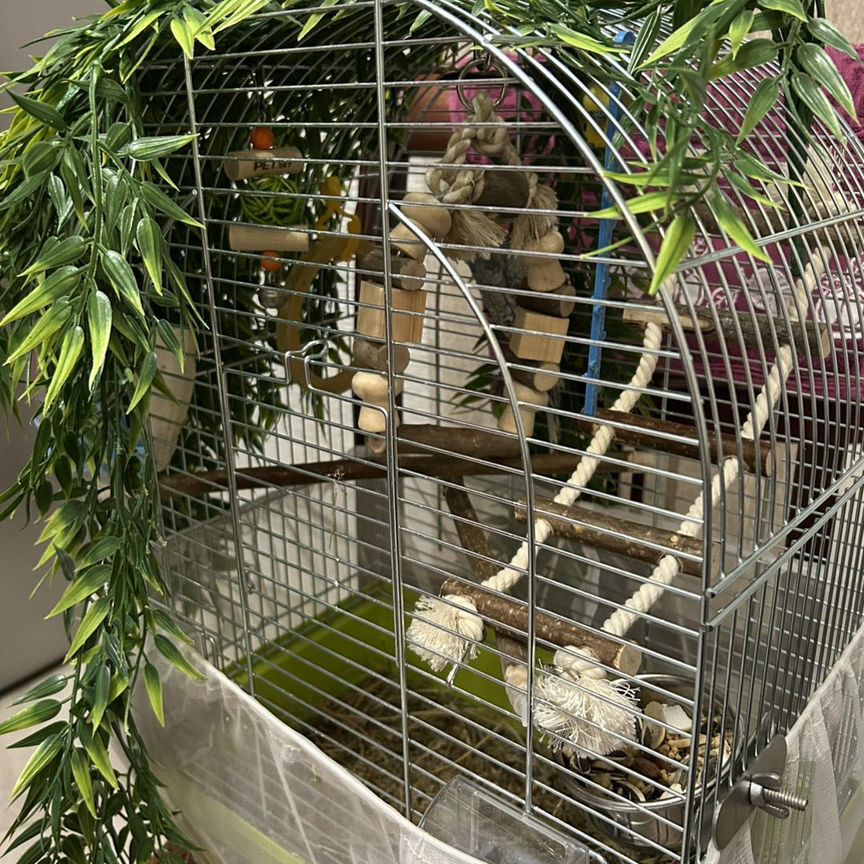 Волнистый попугай с клеткой