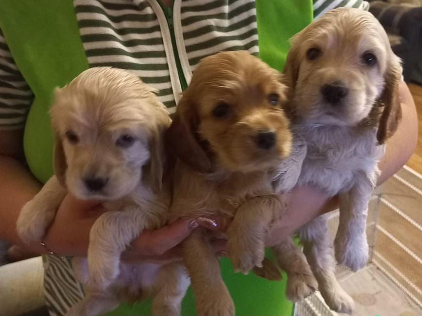 Кокер спаниель