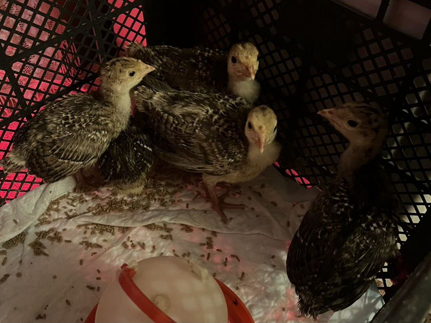 Индюшата бронза