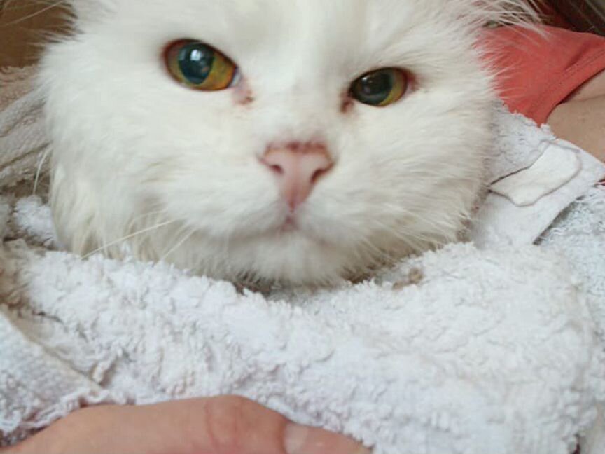 Котик найденыш