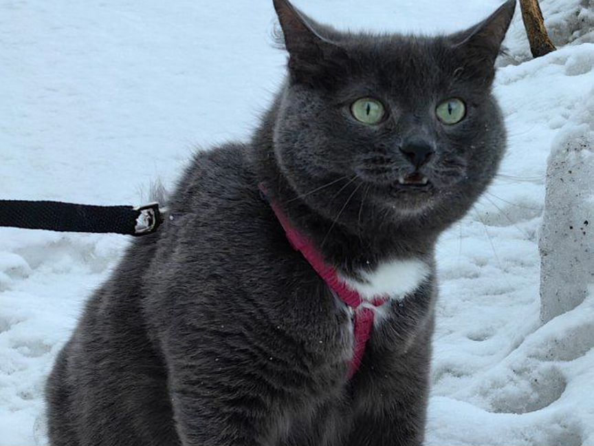 Русская голубая кошечка ищет семью