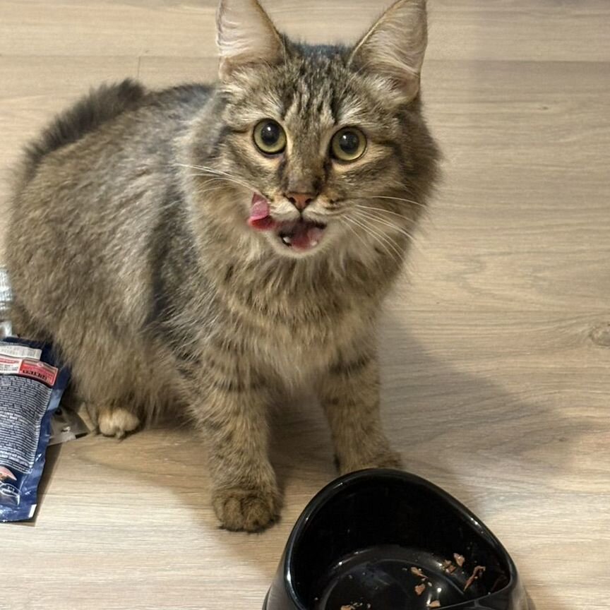 Взрослый кот в добрые руки