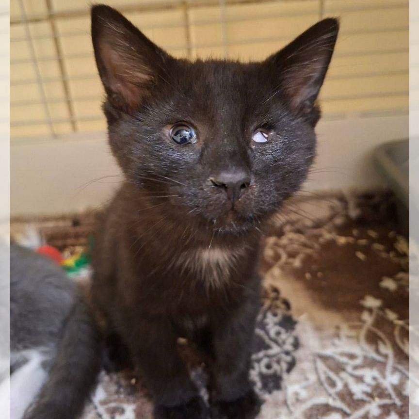 Котёнок в добрые руки