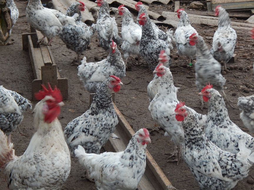 Яйцо инкубационное