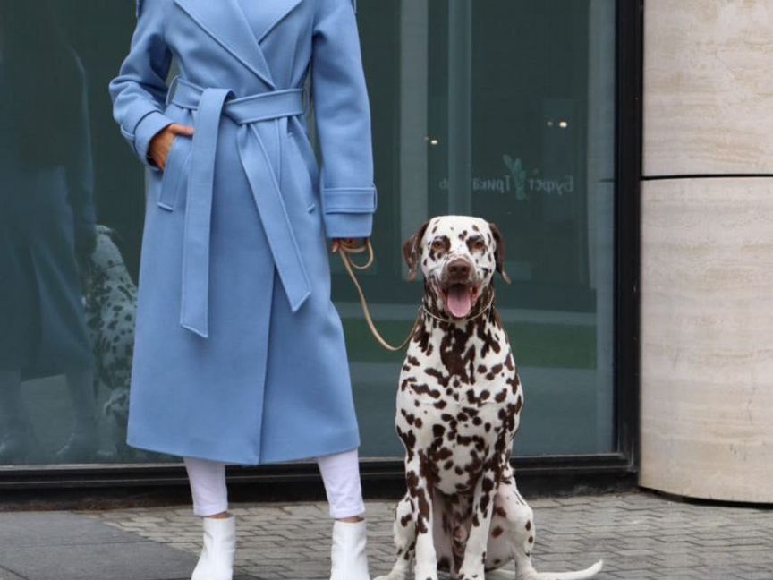 Далматинец вязка