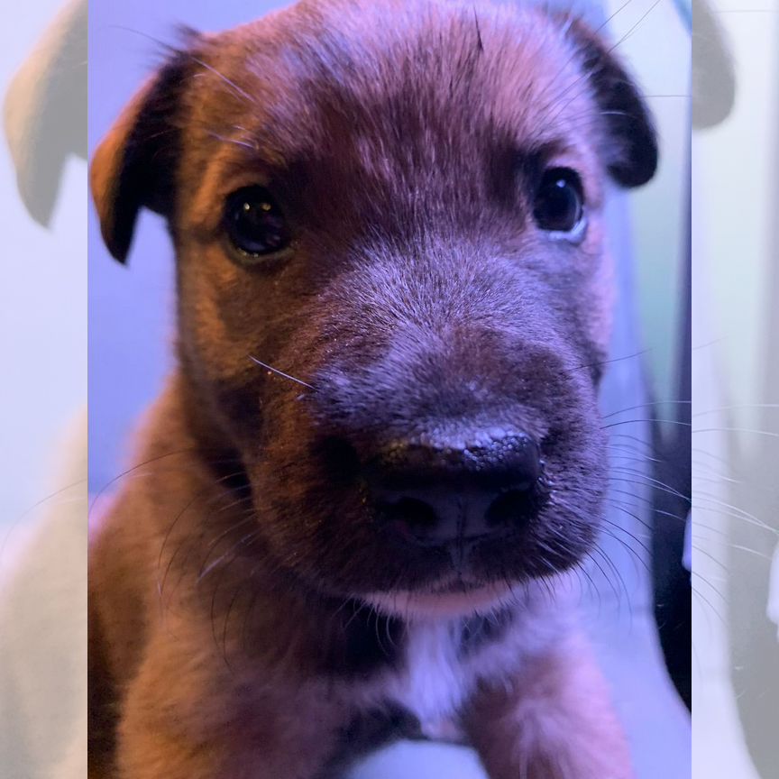 Западносибирская лайка, щенок