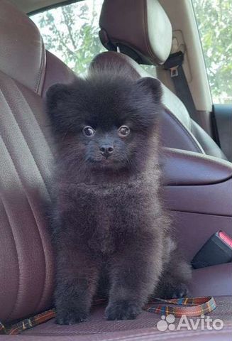 Померанский шпиц, девочка