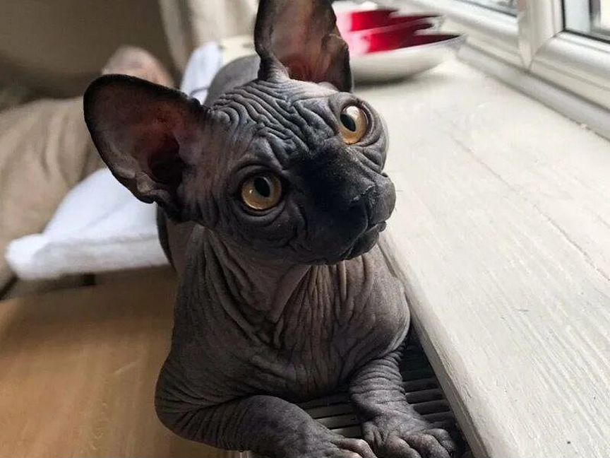 Продам котенка сфинкса