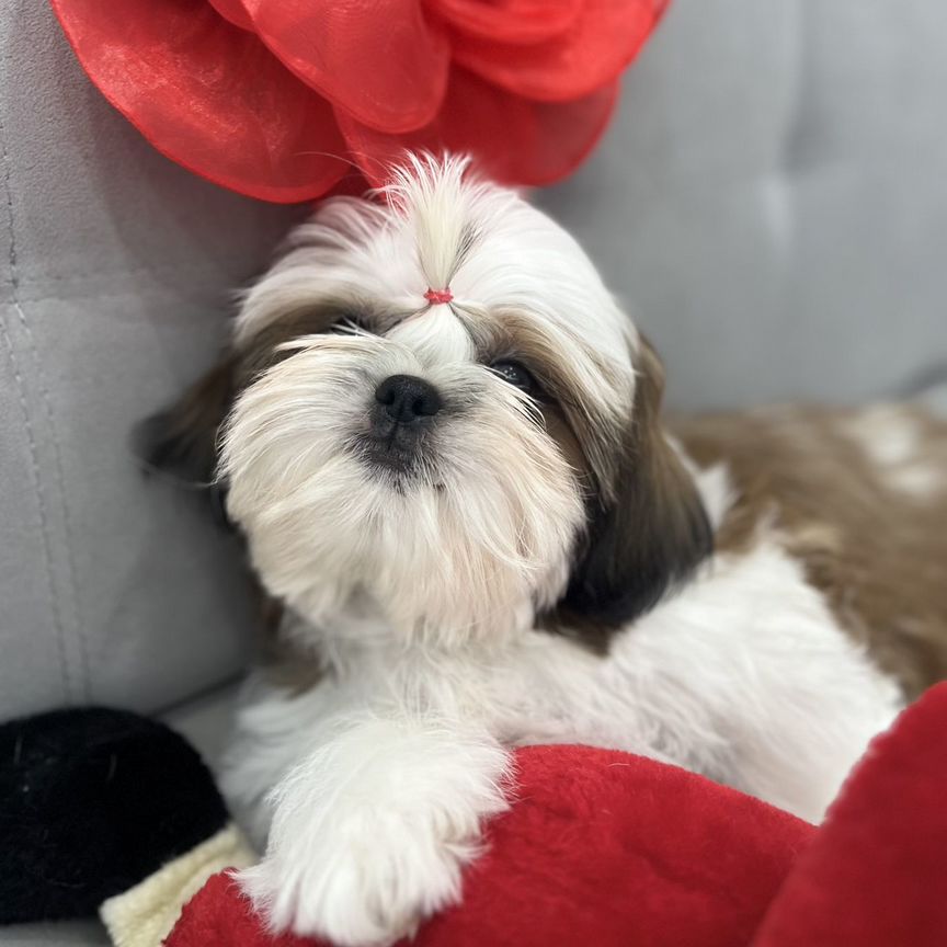 Ши-тцу, щенок