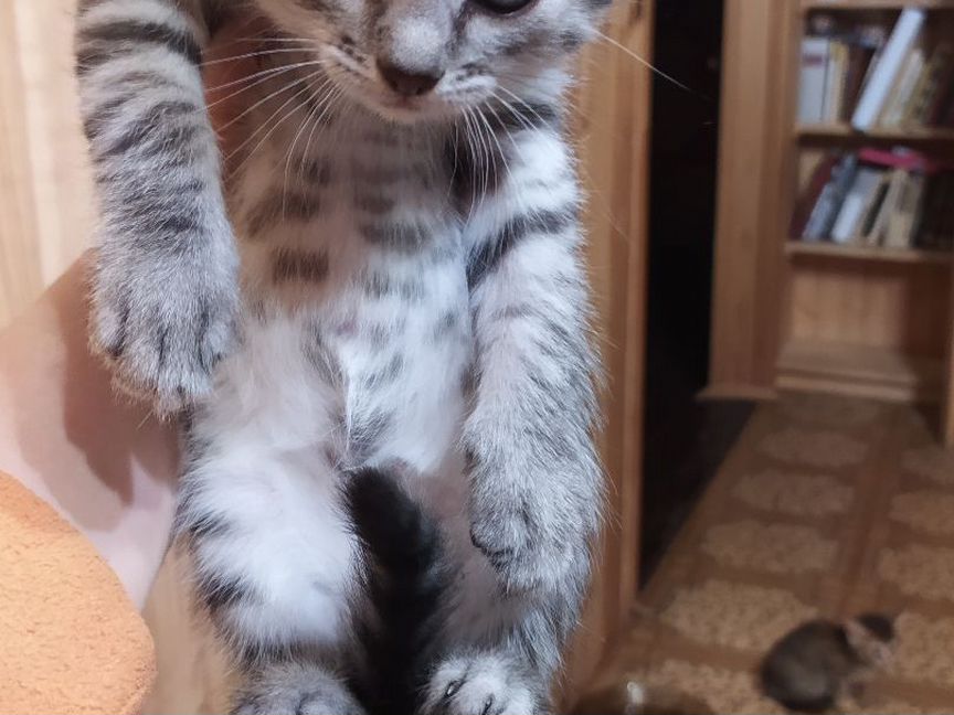 Котята 1,5 месяца домашние